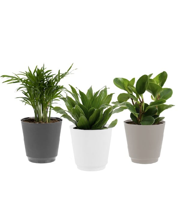 Fleur Québec - Mixed Pack of Exotic Tropical Indoor Plants Get Well Soon